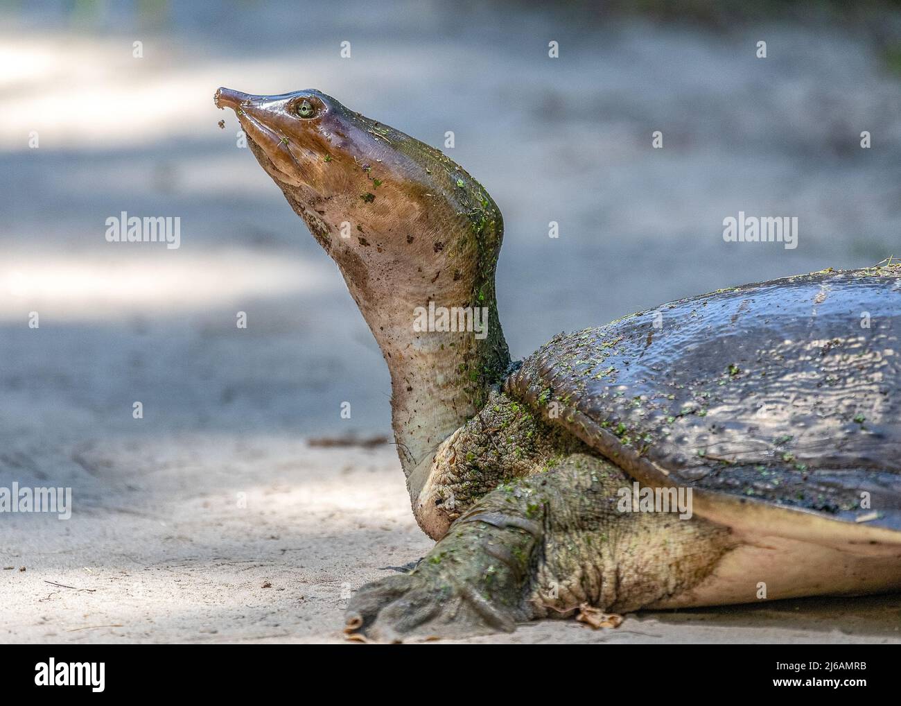 Closeup turtle hi-res stock photography and images - Alamy