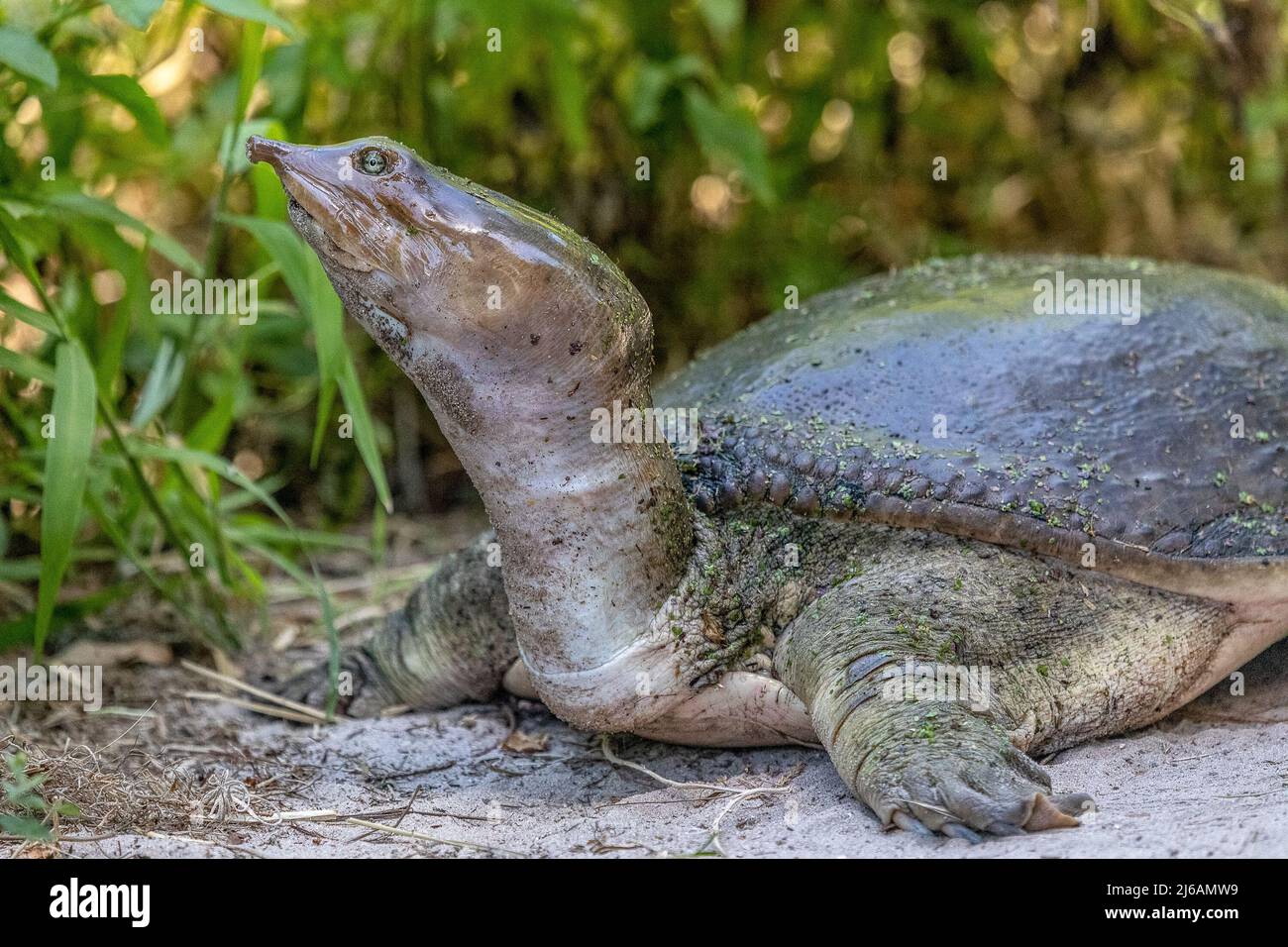 Florida softshell turtle on the walking path around Lake Hancock in ...
