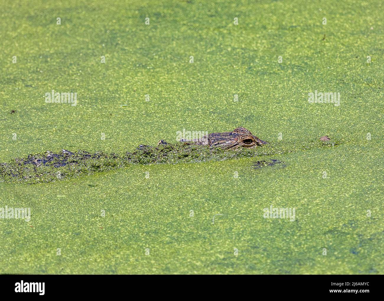 American alligator swimming through algae covered water in the marsh at ...