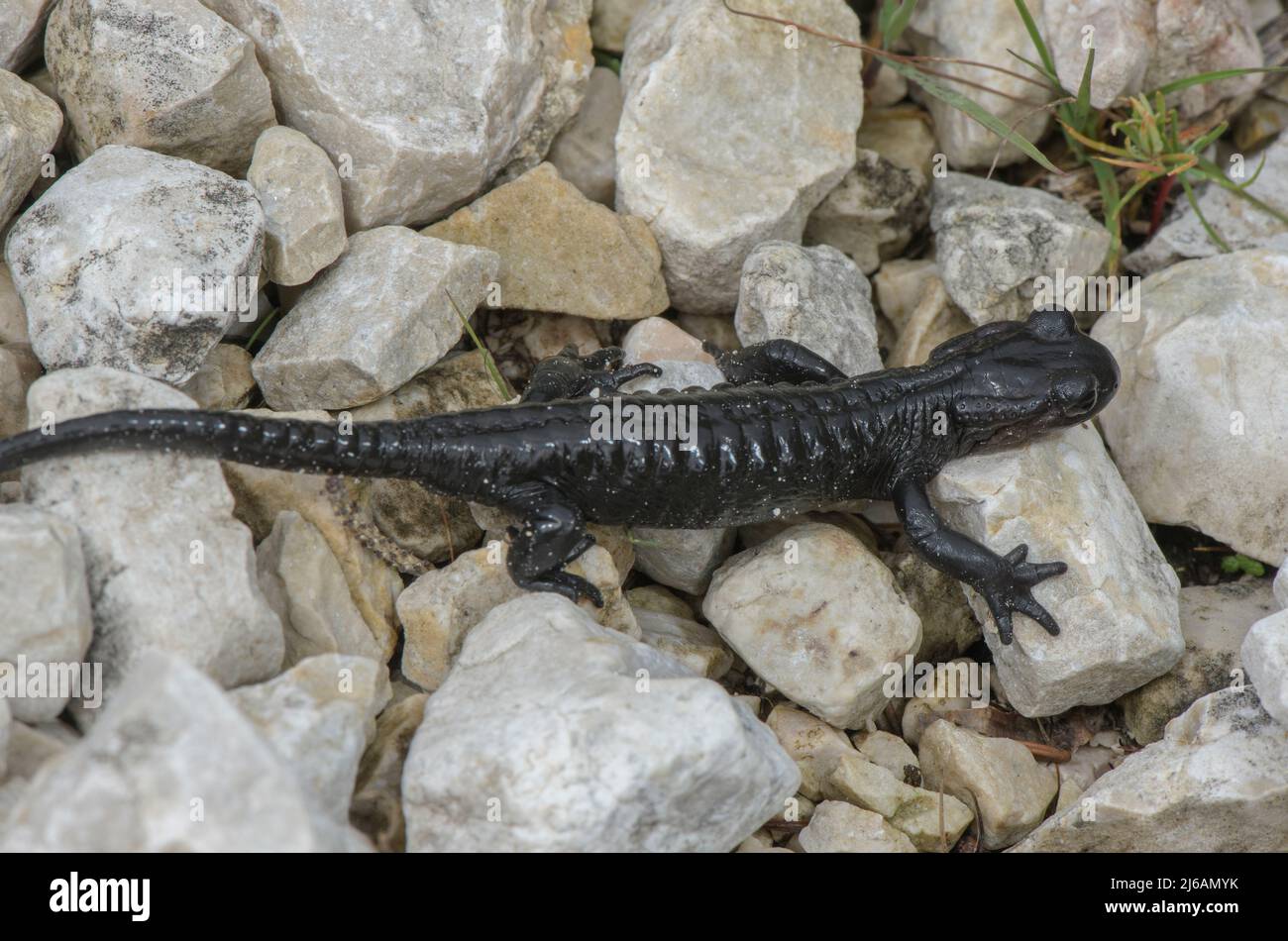 Alp salamander hi-res stock photography and images - Alamy