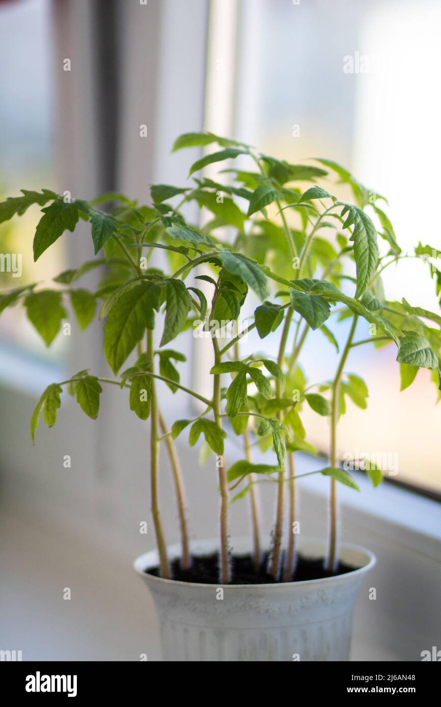 Cherry seedling hi-res stock photography and images - Alamy