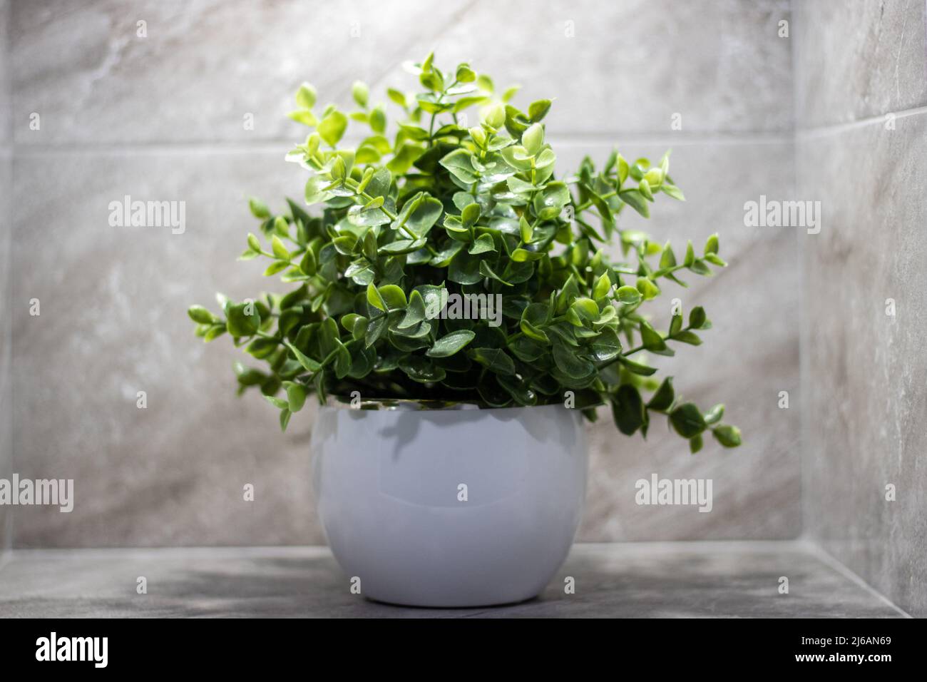 Callisia repens, also known as the creeper or turtle vine, is a ...