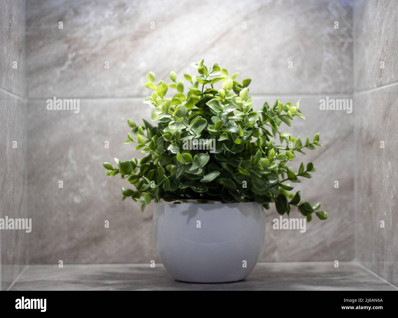 Callisia repens, also known as the creeper or turtle vine, is a ...