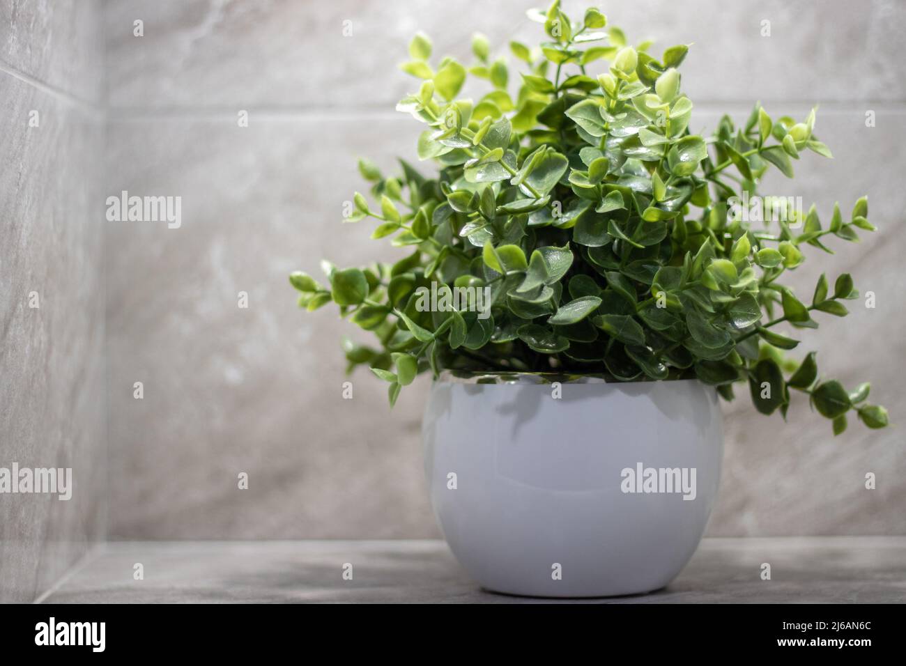 Callisia repens, also known as the creeper or turtle vine, is a ...