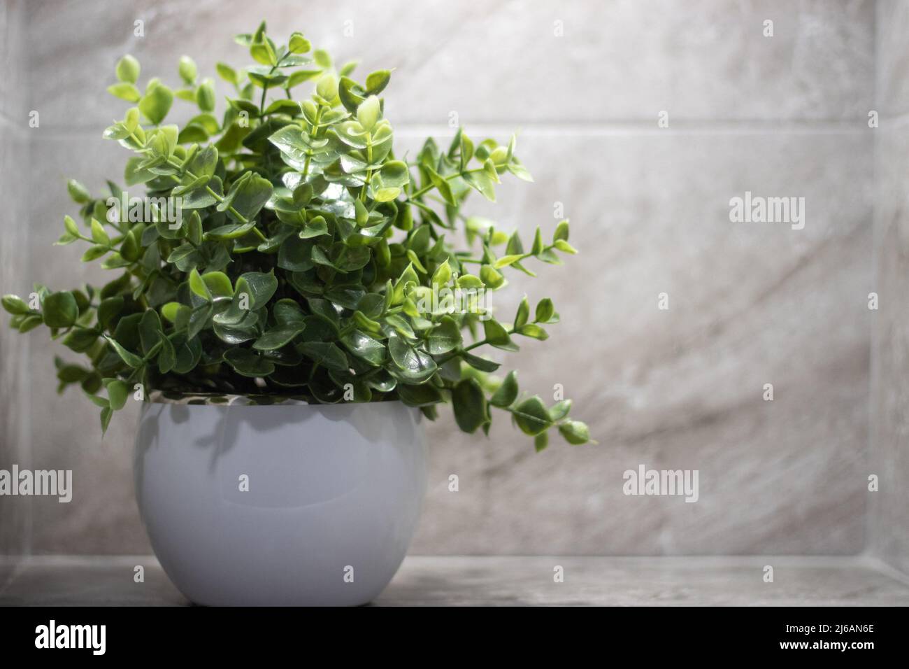 Callisia repens, also known as the creeper or turtle vine, is a ...