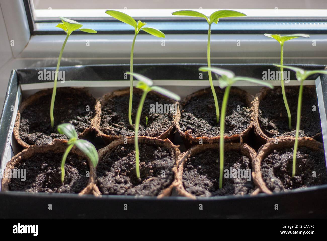 Cucumber seedlings in close-up with copyspace. Cucumber sprouts Stock ...