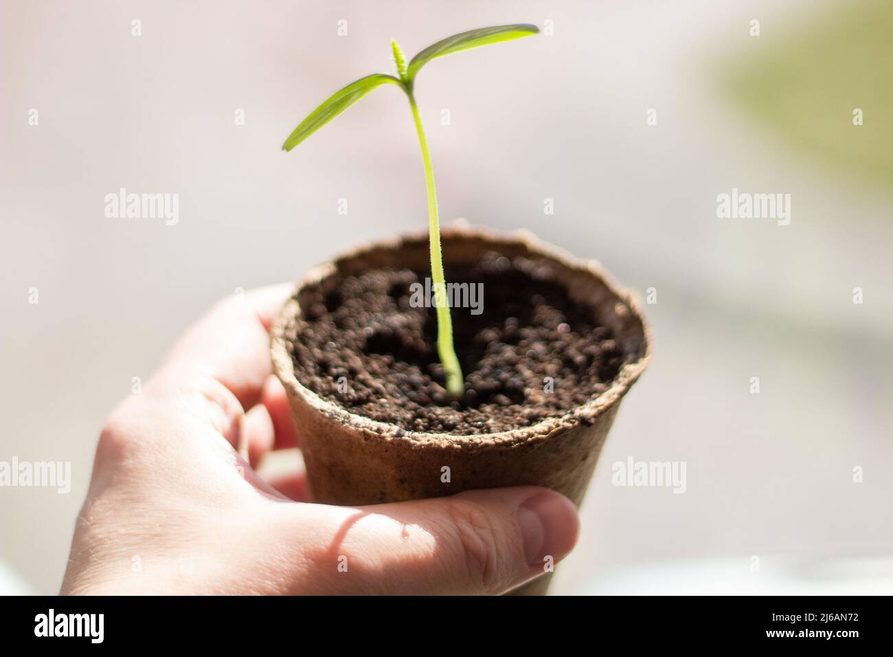 Seedling cultivation hi-res stock photography and images - Alamy
