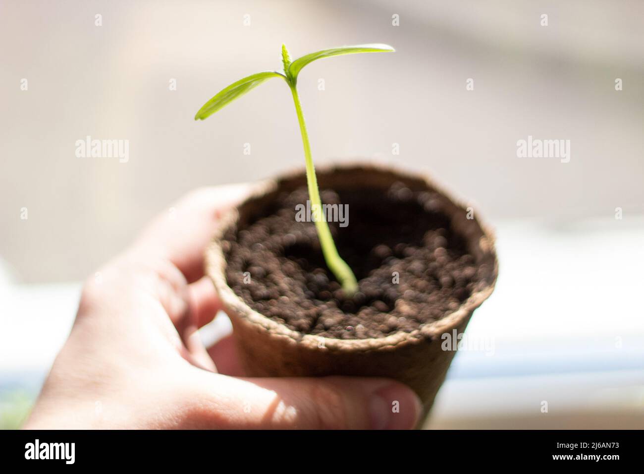 Cucumber seedlings in close-up with copyspace. Cucumber sprouts Stock ...
