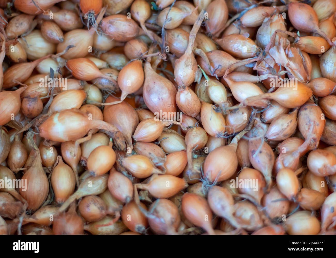 Onion sowing texture hi-res stock photography and images - Alamy