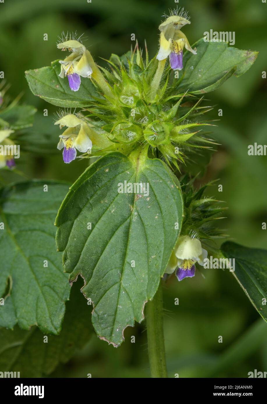 Large-flowered hemp-nettle, Galeopsis speciosa, in flower. Uncommon ...