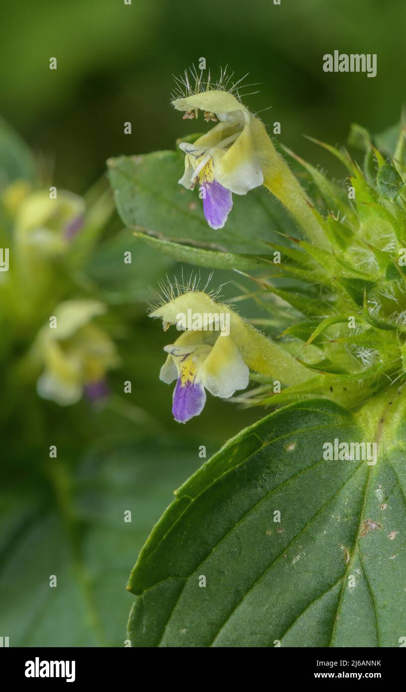 Large-flowered hemp-nettle, Galeopsis speciosa, in flower. Uncommon ...