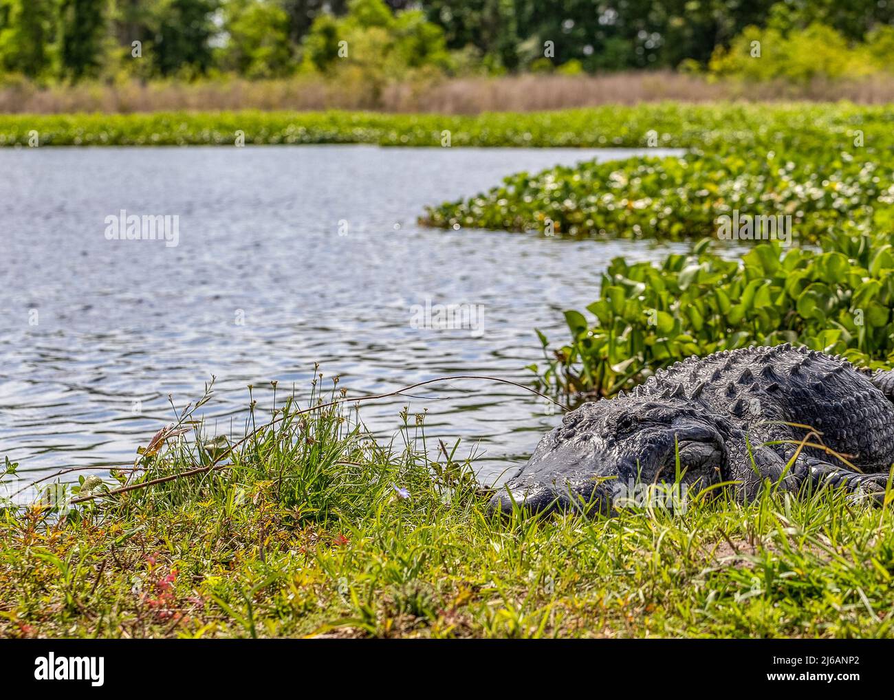 Alligators like to sleep at the end of the boardwalk on what used to be ...