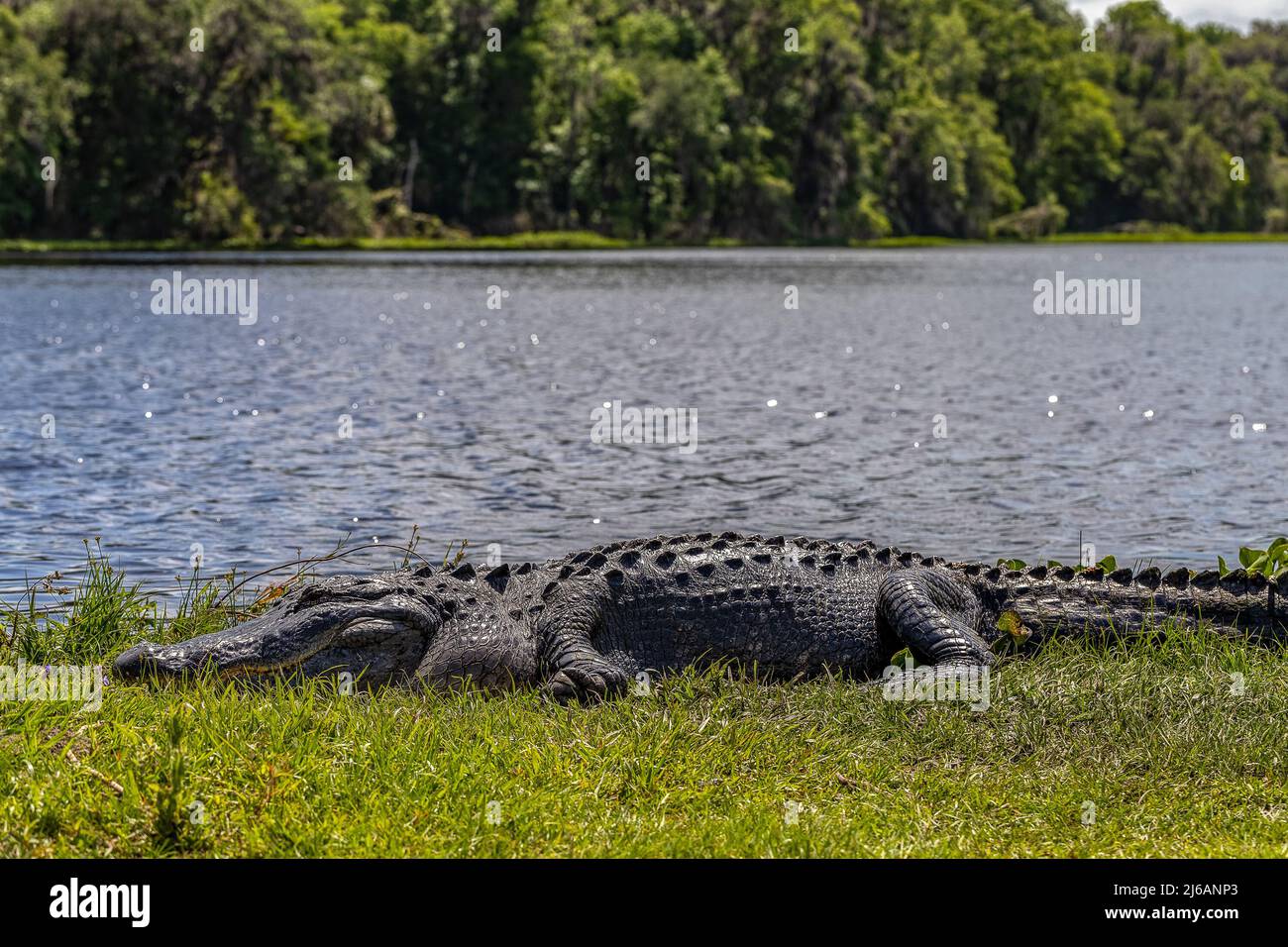 Alligator sleeping at the end of the boardwalk along the La Chua trail ...
