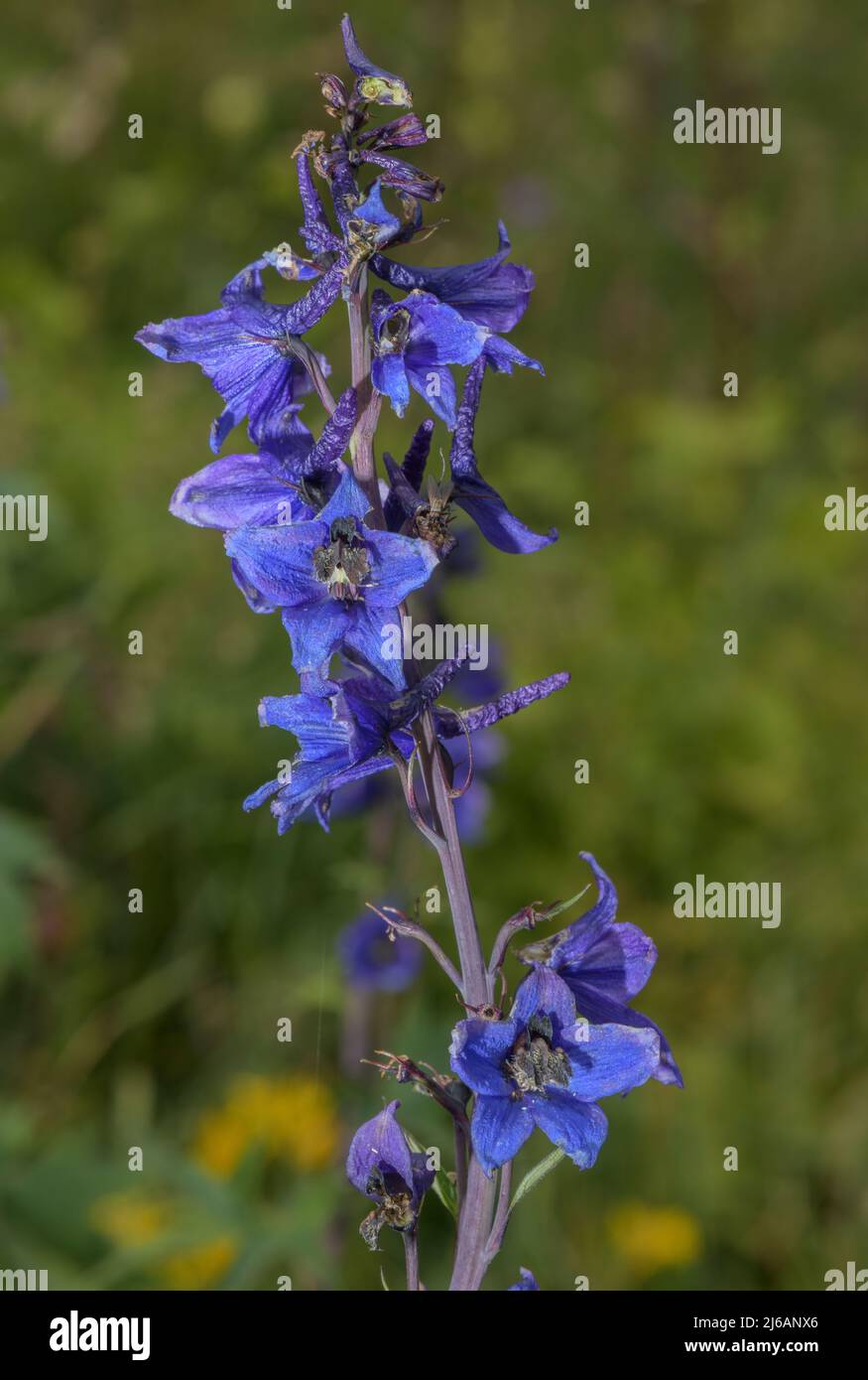 Candle larkspur delphinium elatum hi-res stock photography and images ...