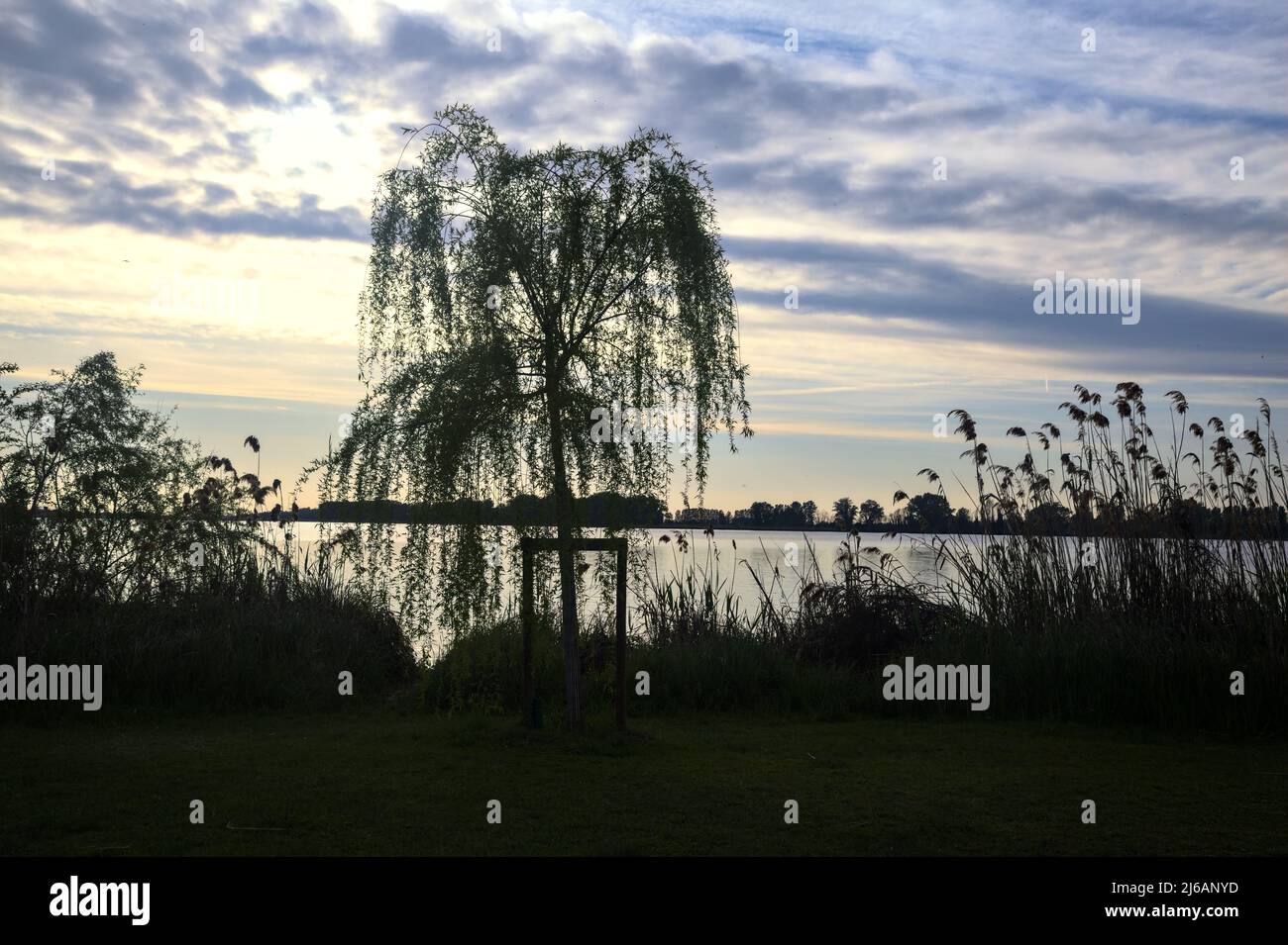 Weeping willow at sunset at lake hi-res stock photography and images ...