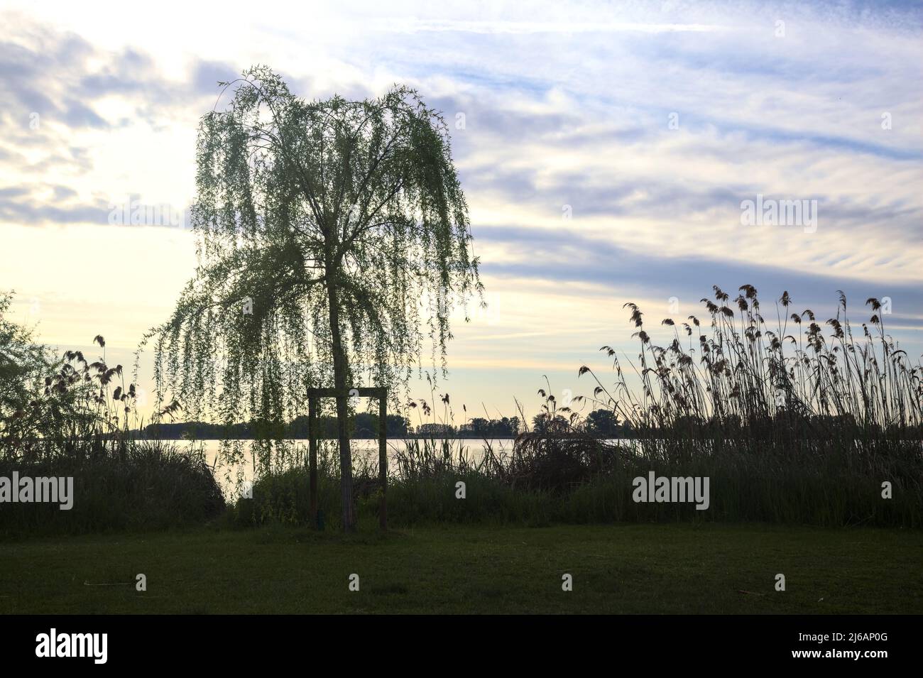Weeping willow at sunset at lake hi-res stock photography and images ...