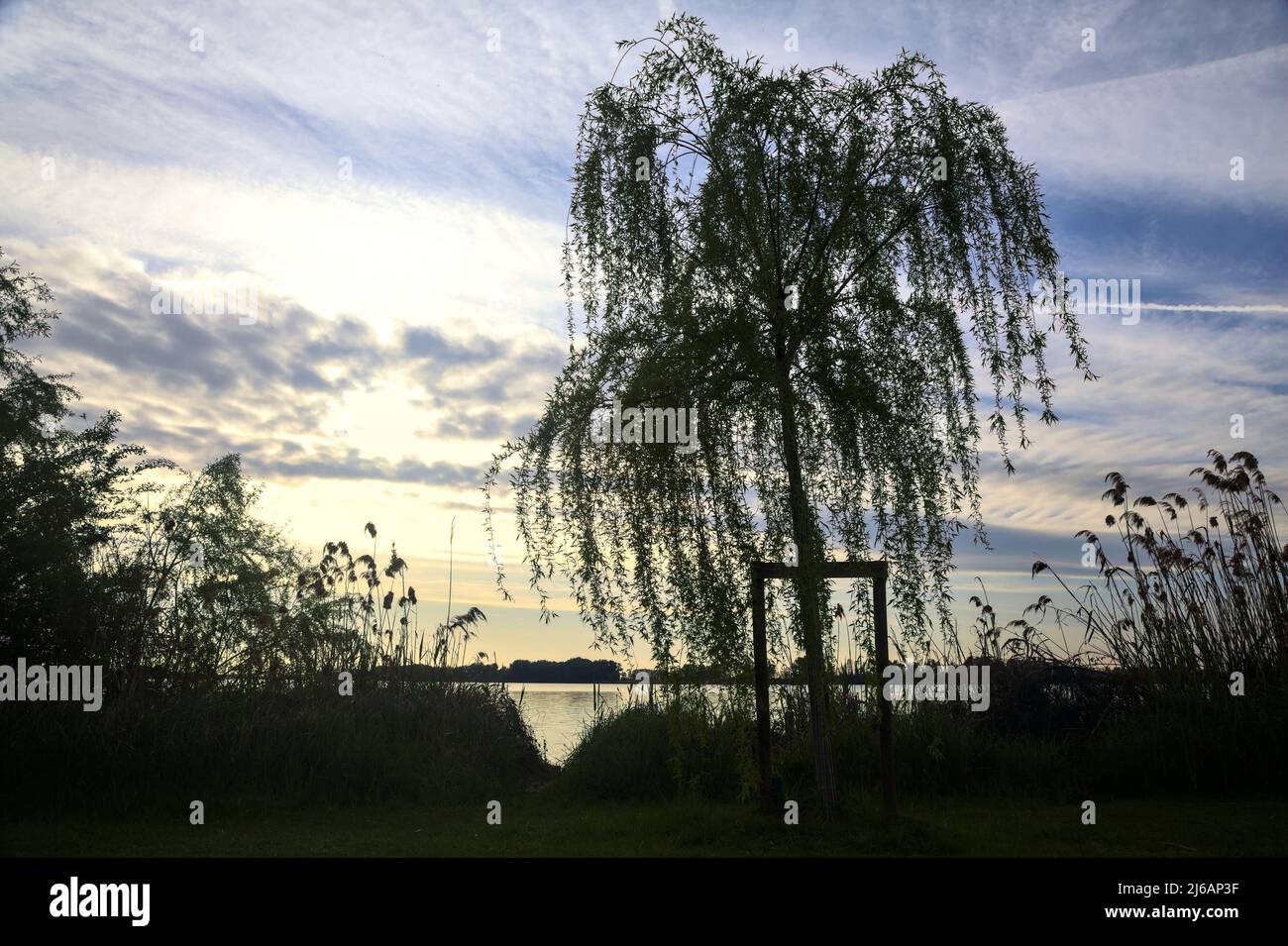 Nature scene sunset weeping willow hi-res stock photography and images ...