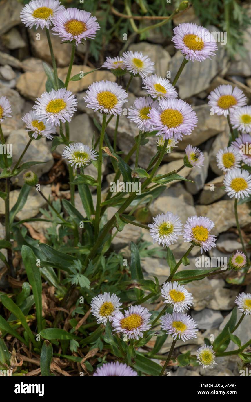 Variable fleabane hi-res stock photography and images - Alamy