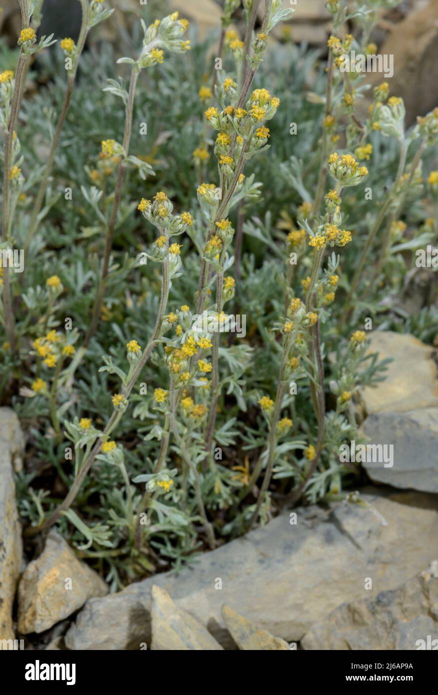 White genepì, Artemisia umbelliformis, in flower on high alpine scree ...