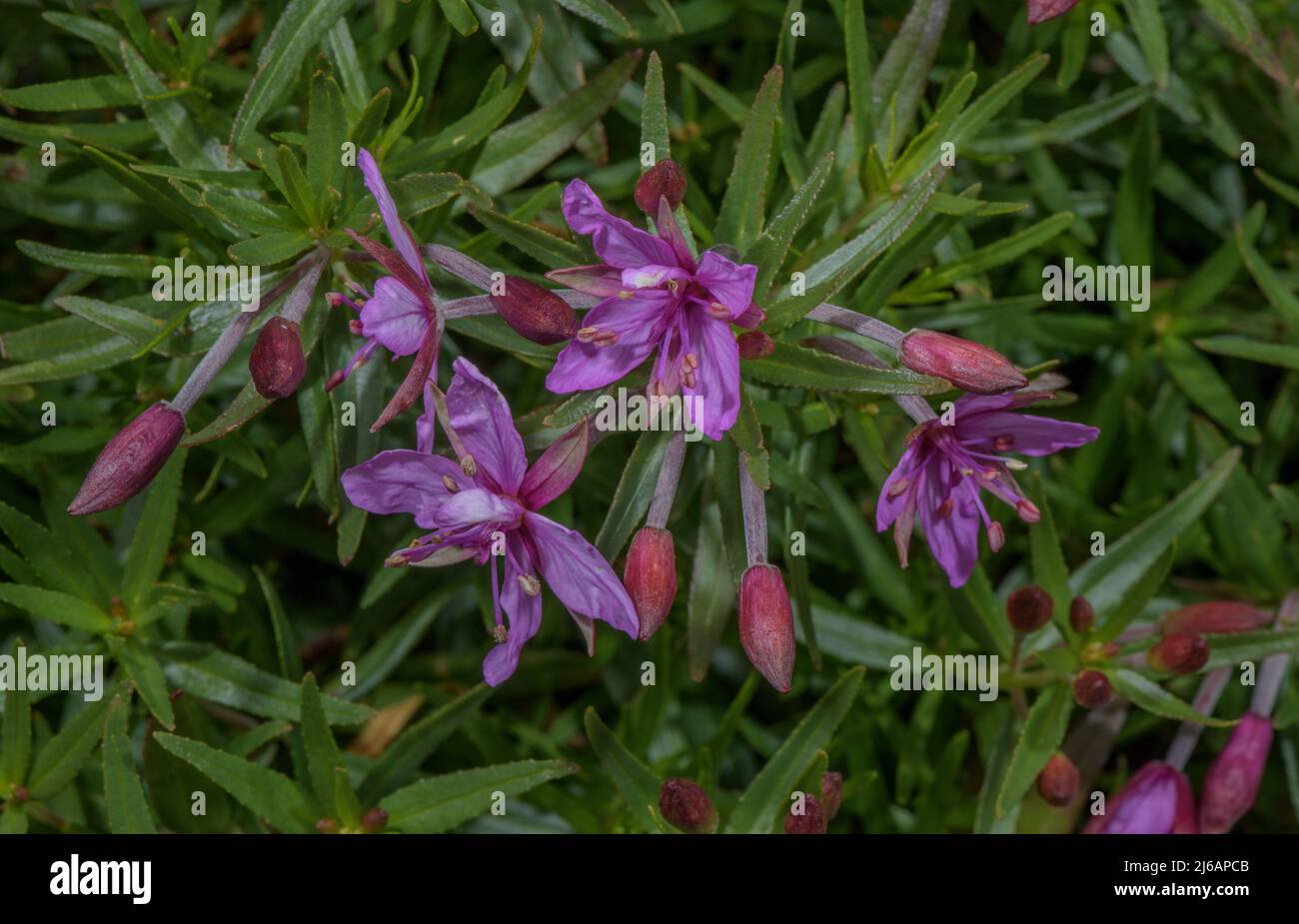 European Wild Flower Epilobium Fleischeri Alpine Willowherb Alpine