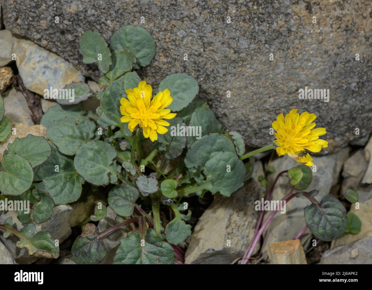 Dwarf alpine hawksbeard hi-res stock photography and images - Alamy