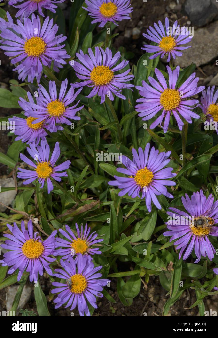 Alpine Aster, Aster alpinus in flower in the Swiss Alps Stock Photo - Alamy