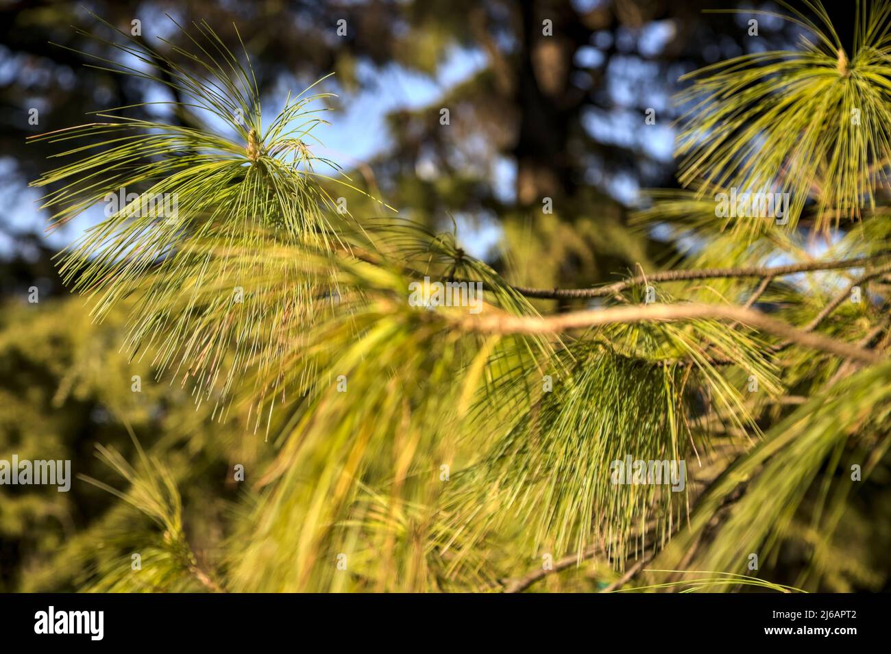 Maritime pine branch at sunset seen up close Stock Photo - Alamy