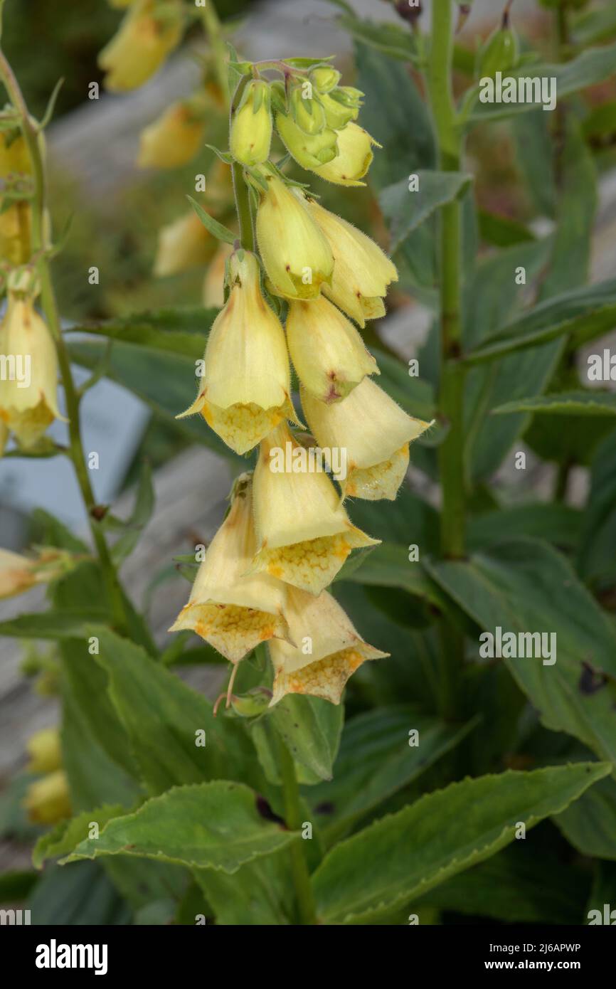 Large yellow foxglove, Digitalis grandiflora, in flower, Swiss Alps ...