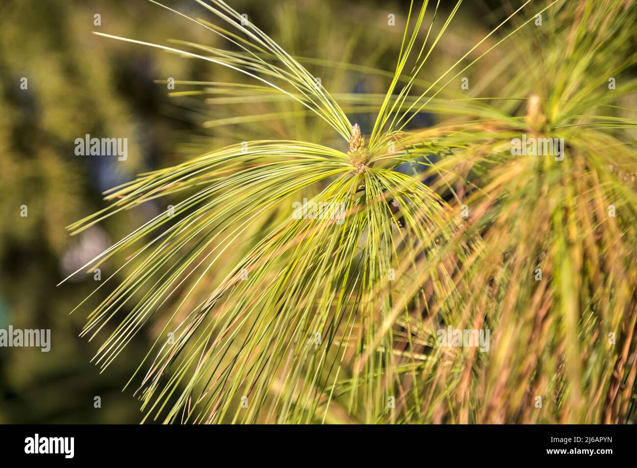 Maritime pine branch at sunset seen up close Stock Photo - Alamy