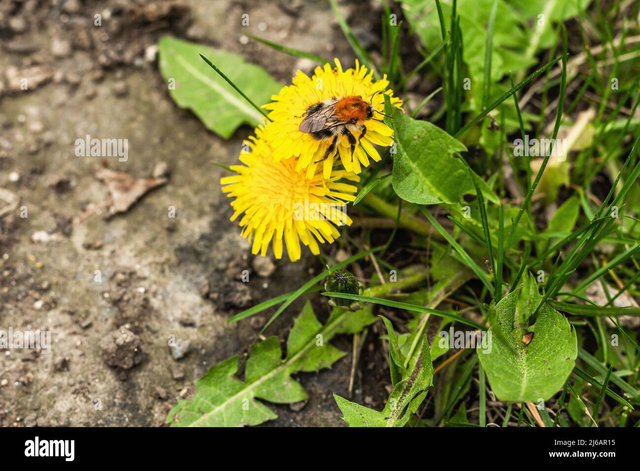 Bumblebee sitting on a dandelion flower. Spring seasonal of growing ...