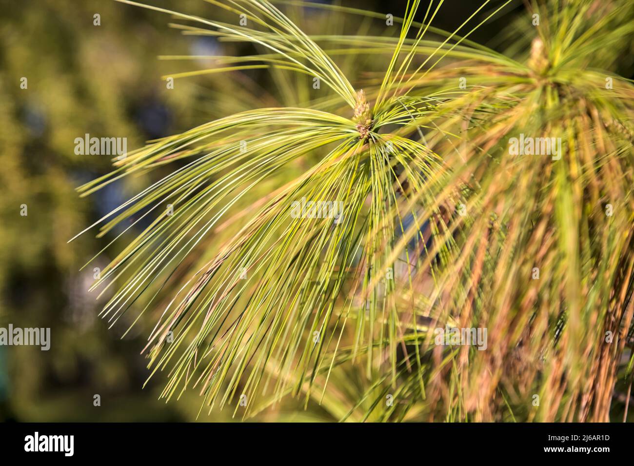 Maritime pine branch at sunset seen up close Stock Photo - Alamy