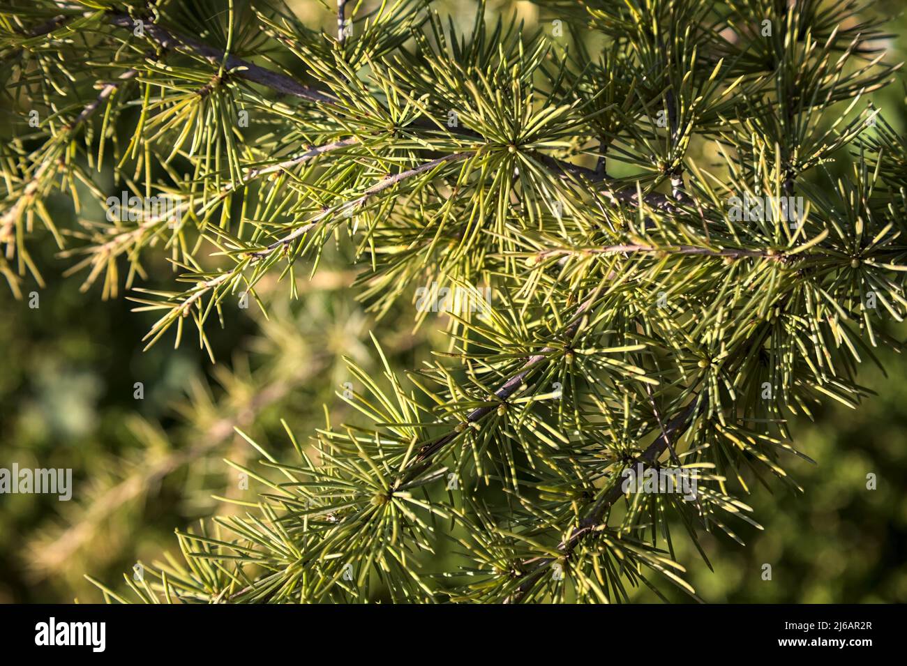 Pine tree branch at sunset seen up close Stock Photo - Alamy
