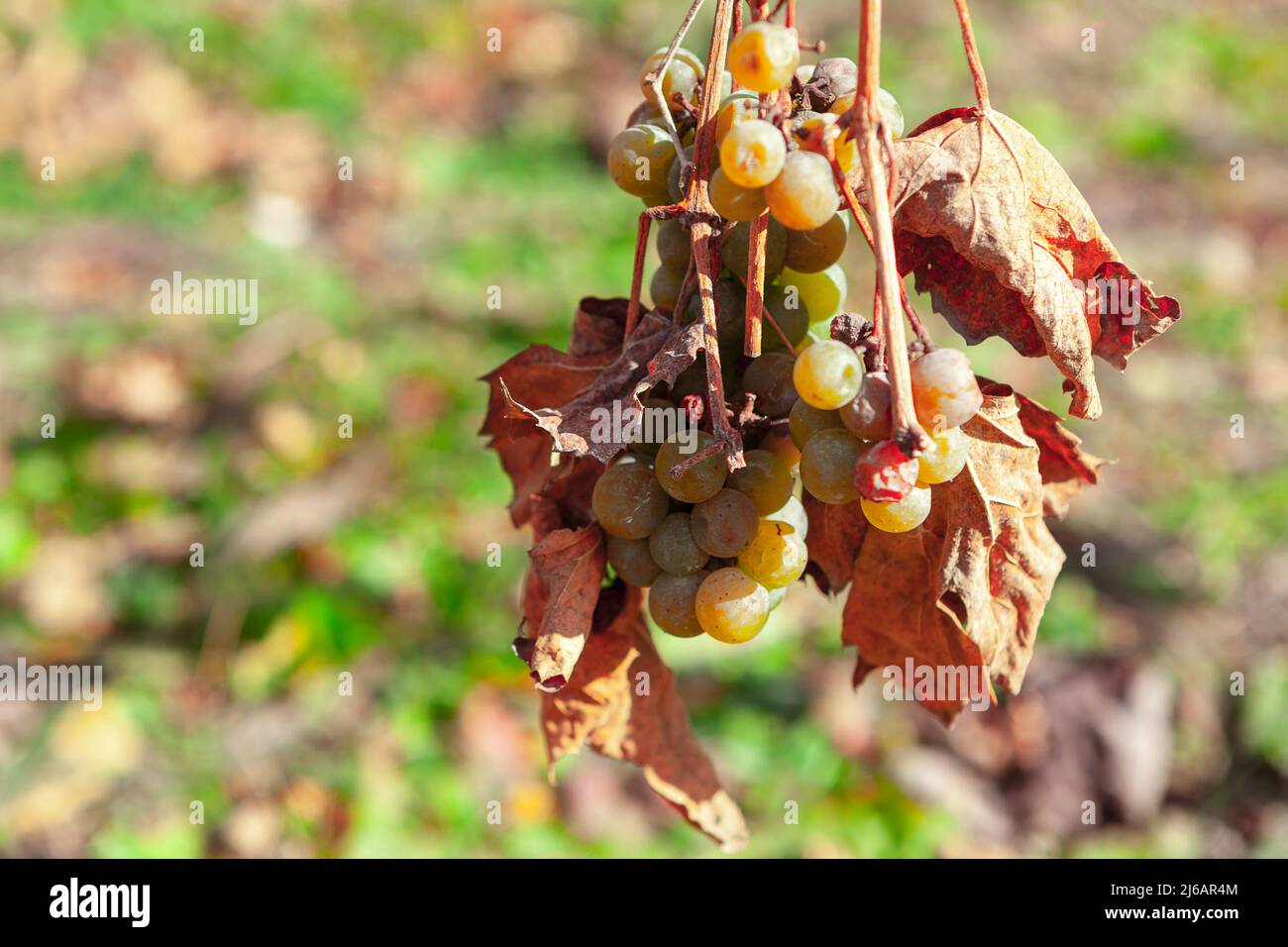 Dried grape grown harvested late in the season Stock Photo - Alamy