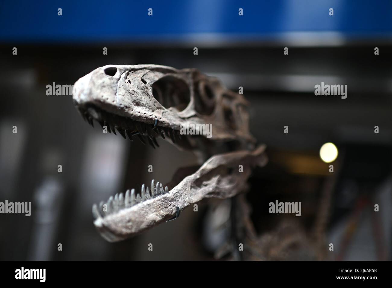Velociraptor skeleton hi-res stock photography and images - Alamy