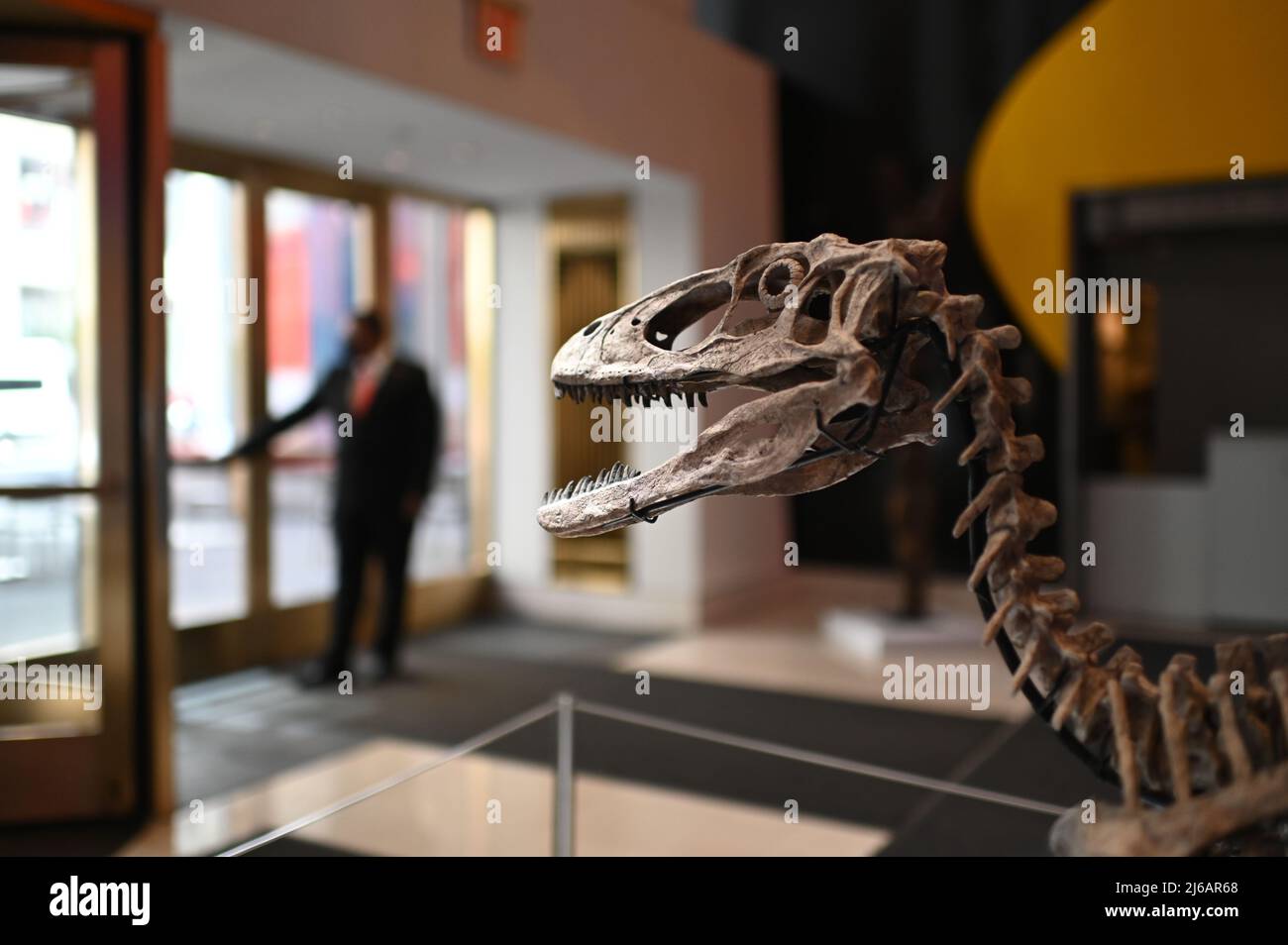 Velociraptor skeleton hi-res stock photography and images - Alamy