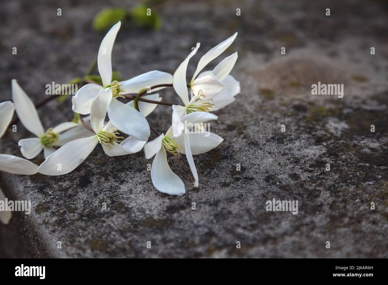 Jasmine branch in bloom on a concrete wall Stock Photo - Alamy
