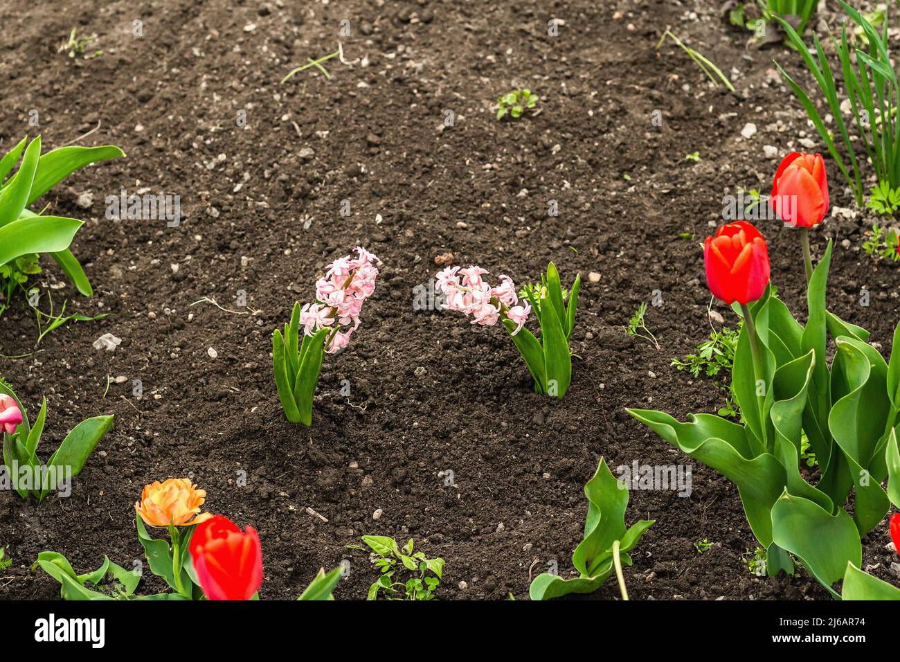 Garden tools, fresh young flowers, seedlings. Gardening concept ...