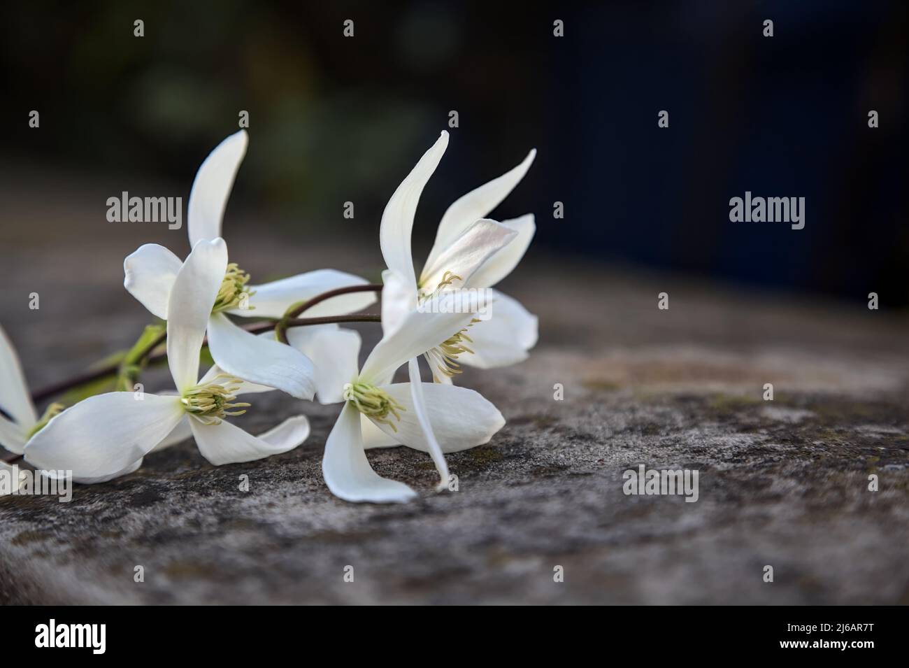 Jasmine branch in bloom on a concrete wall Stock Photo - Alamy