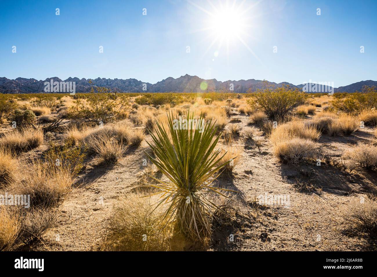 Mohave Yucca and landscape in Joshua Tree National Park near the Indian ...