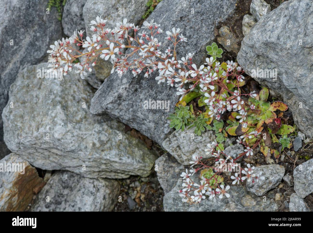 Pyramidal saxifrage, Saxifraga cotyledon, in flower on limestone scree ...