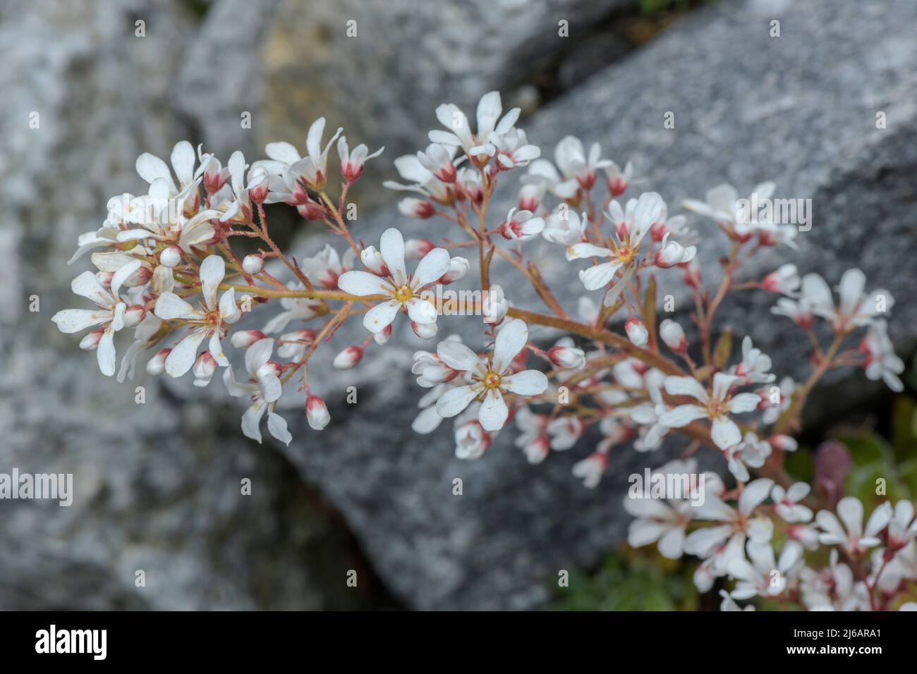 Pyramidal saxifrage, Saxifraga cotyledon, in flower on limestone scree ...