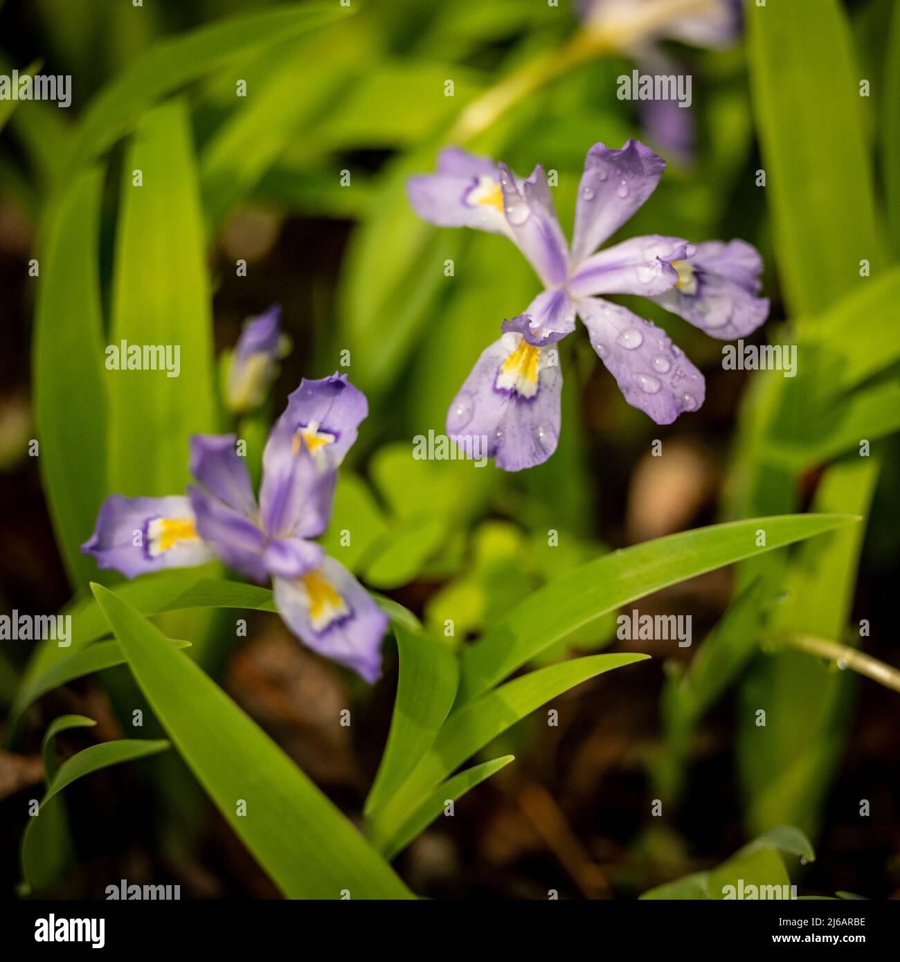 Close Up of Crested Dwarf Iris And Rain Drops in Great Smoky Mountains ...