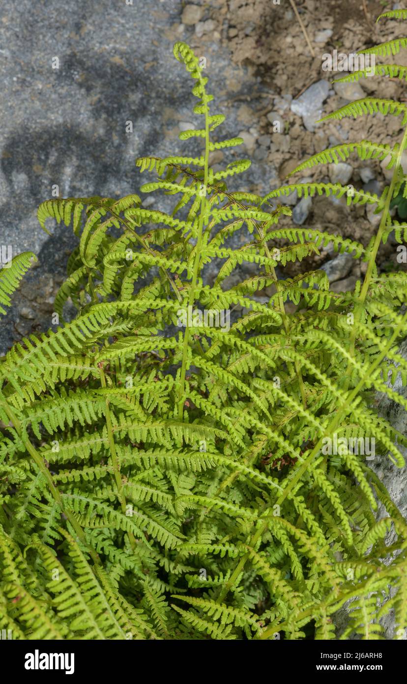 Alpine lady ferns hi-res stock photography and images - Alamy