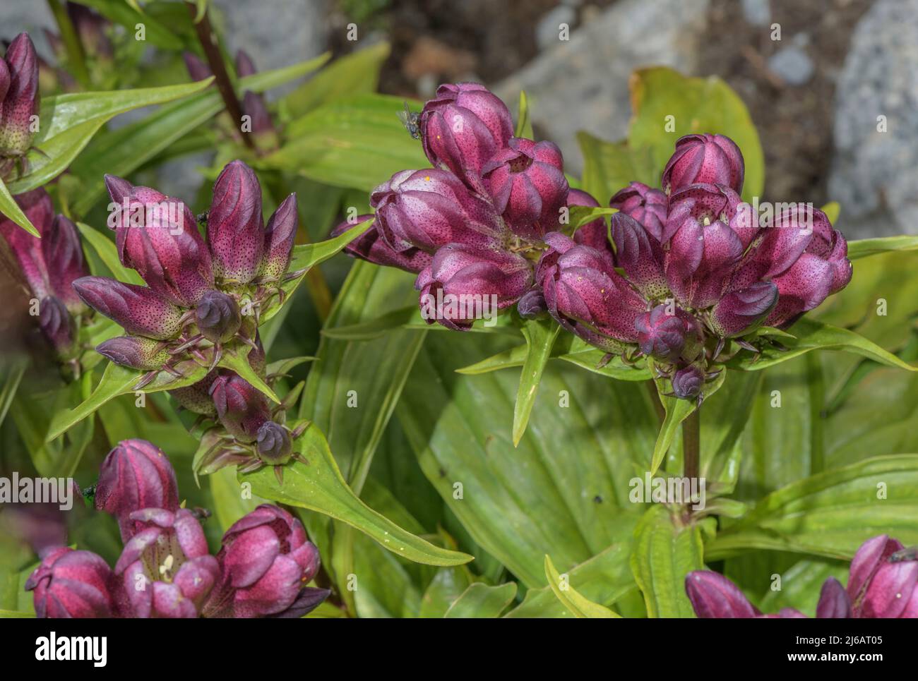 Hungarian gentian, Gentiana pannonica, in flower in the Swiss Alps ...