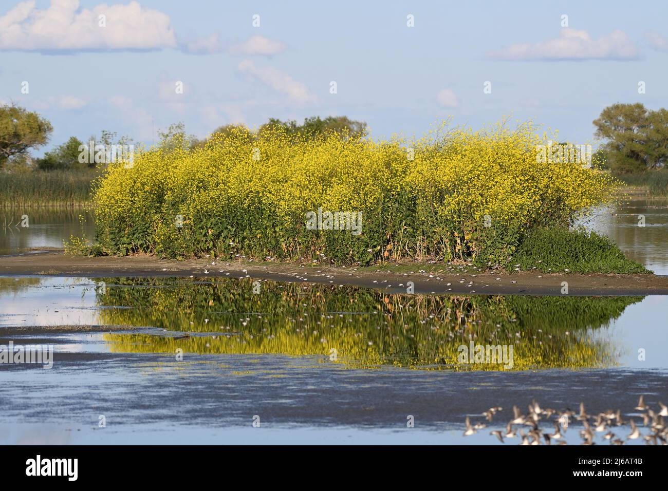 Yellow Mustard Bloom in Merced NWR Stock Photo - Alamy
