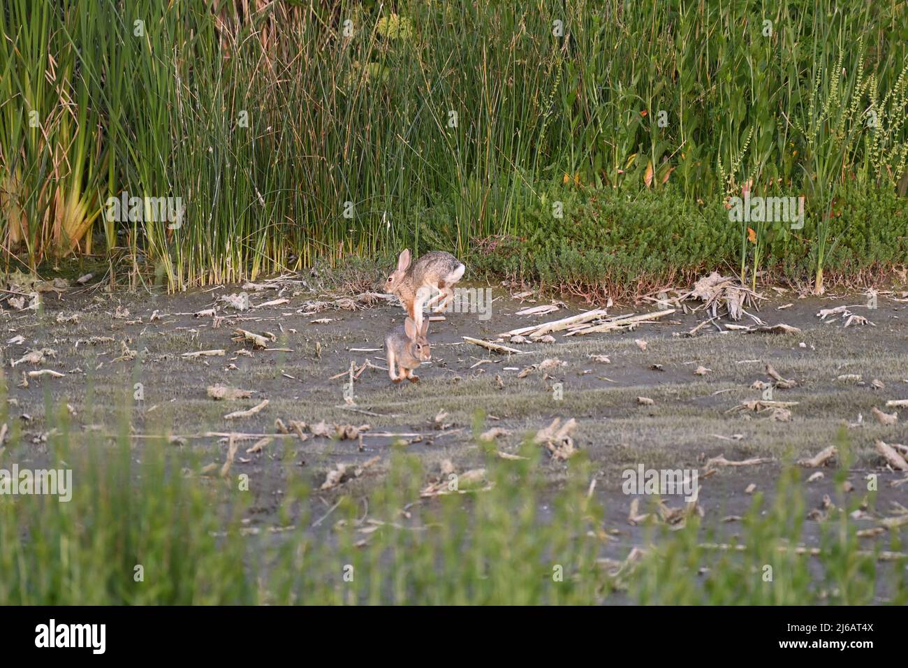 The black-tailed jackrabbit - Lepus californicus Stock Photo - Alamy