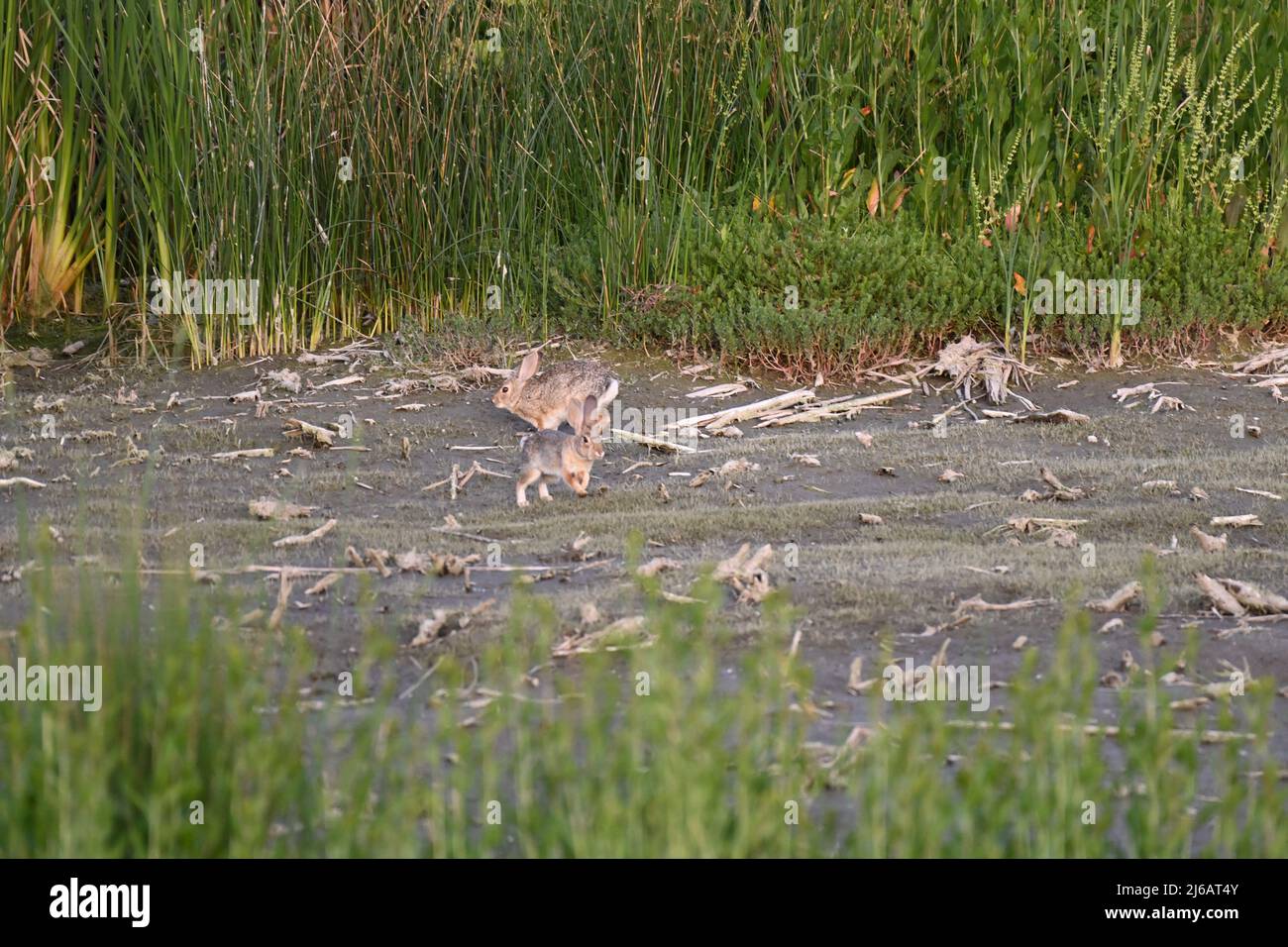 The black-tailed jackrabbit - Lepus californicus Stock Photo - Alamy