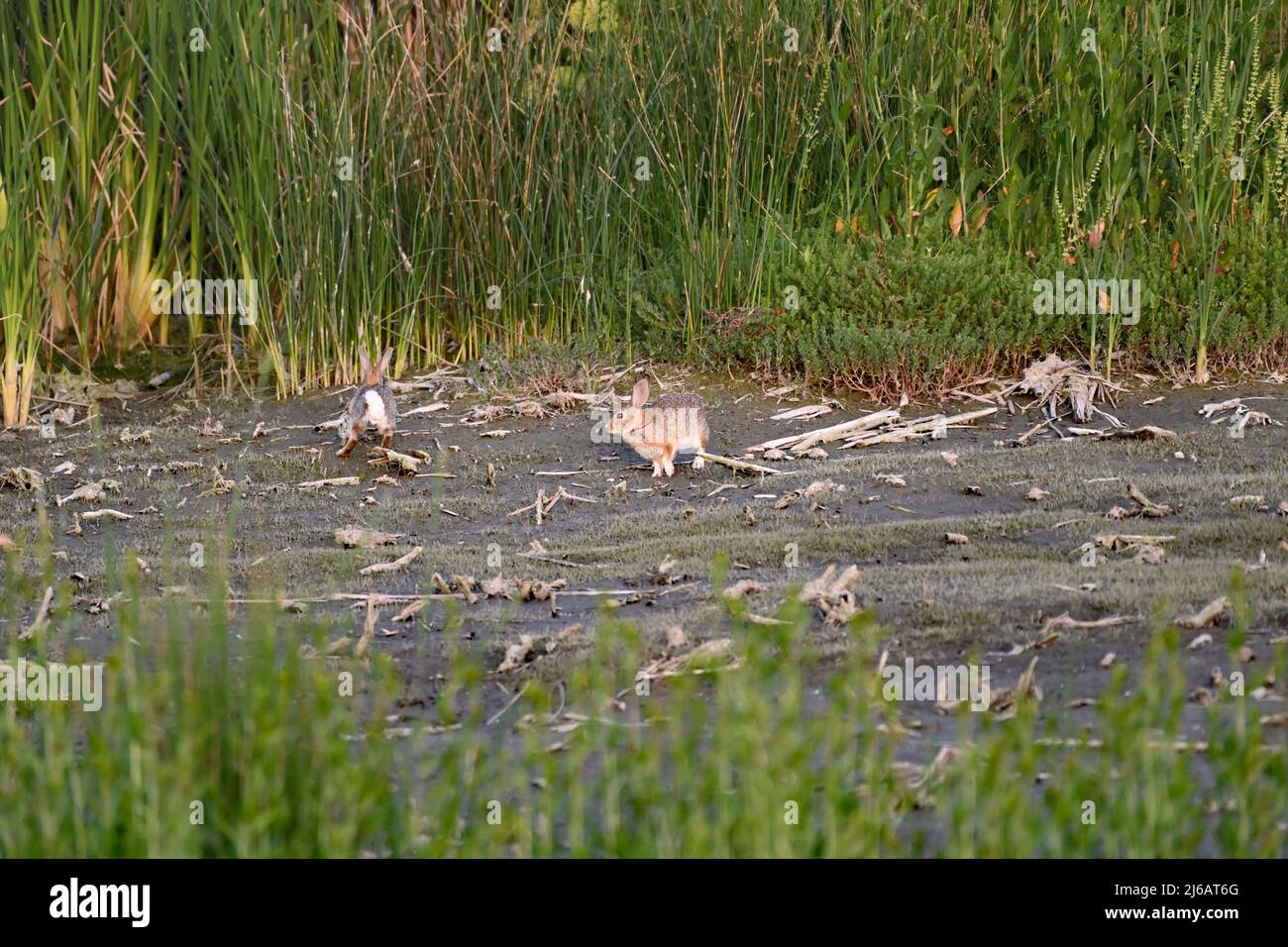 The black-tailed jackrabbit - Lepus californicus Stock Photo - Alamy