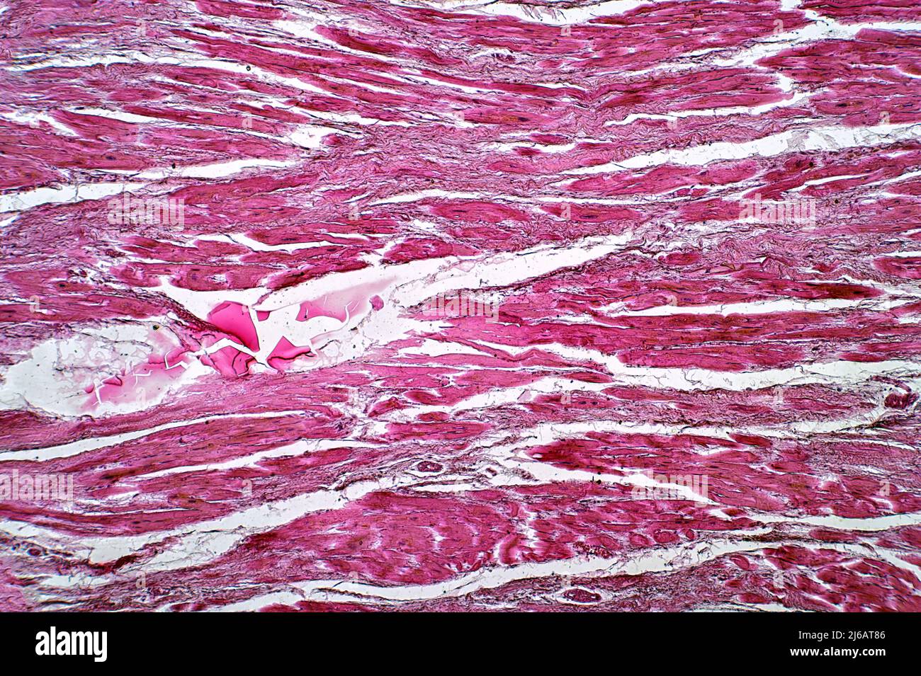 Real Tissues Of The Body