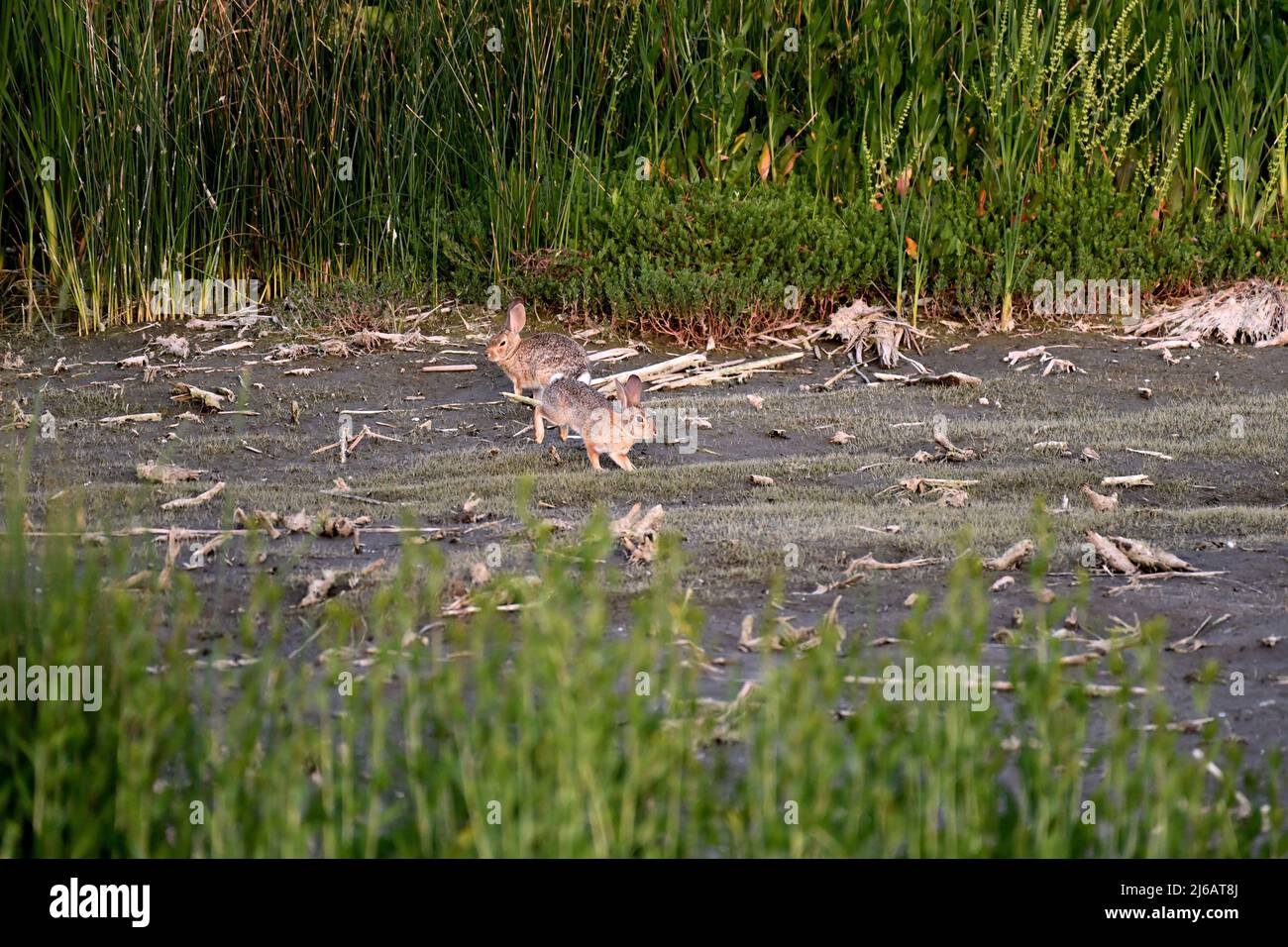 The black-tailed jackrabbit - Lepus californicus Stock Photo - Alamy